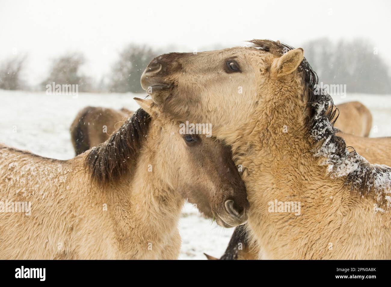Konik horse, immaturity, close-up of heads, biting and play-fighting in ...