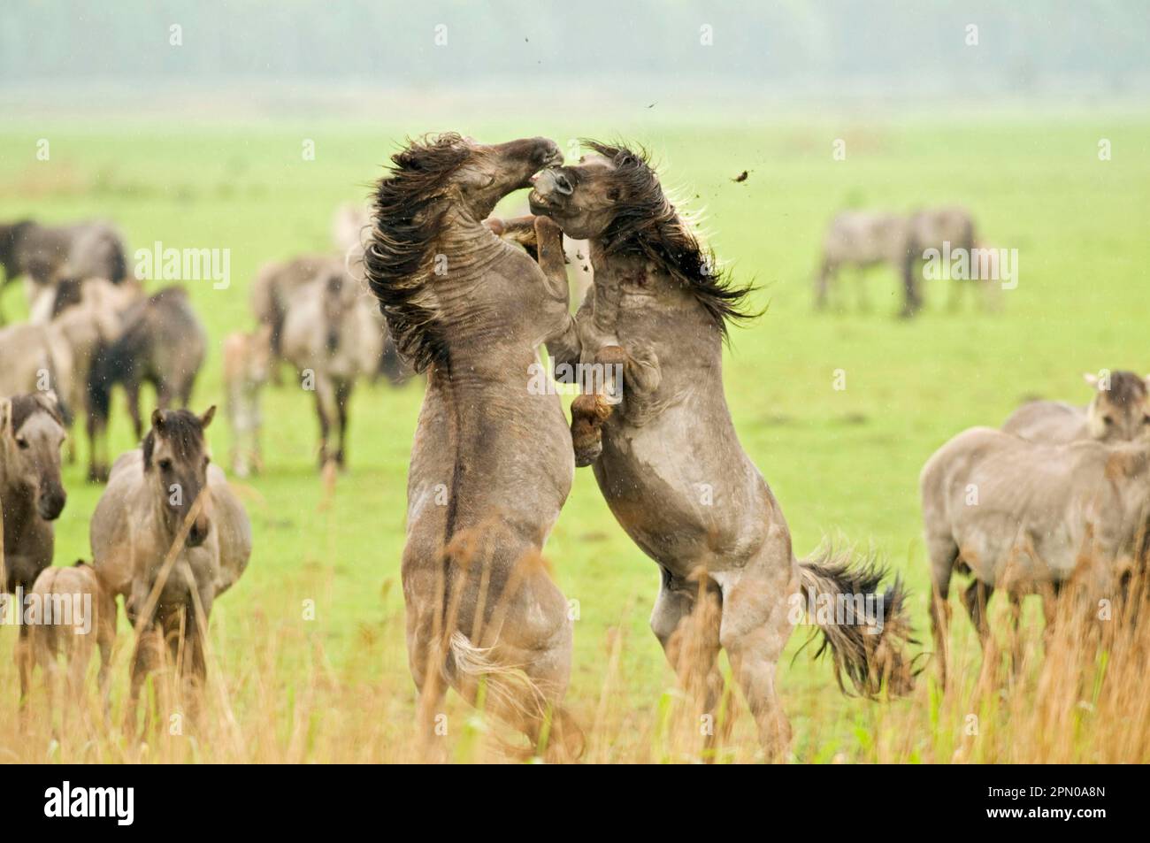 Konik domestic stallion (Equus caballus) stallions fighting for mares ...