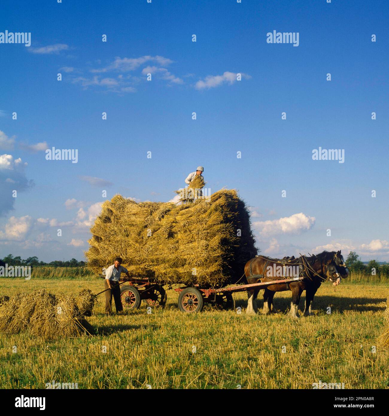 Shire horse Shire horses and wagons loading maize supplies in the ...