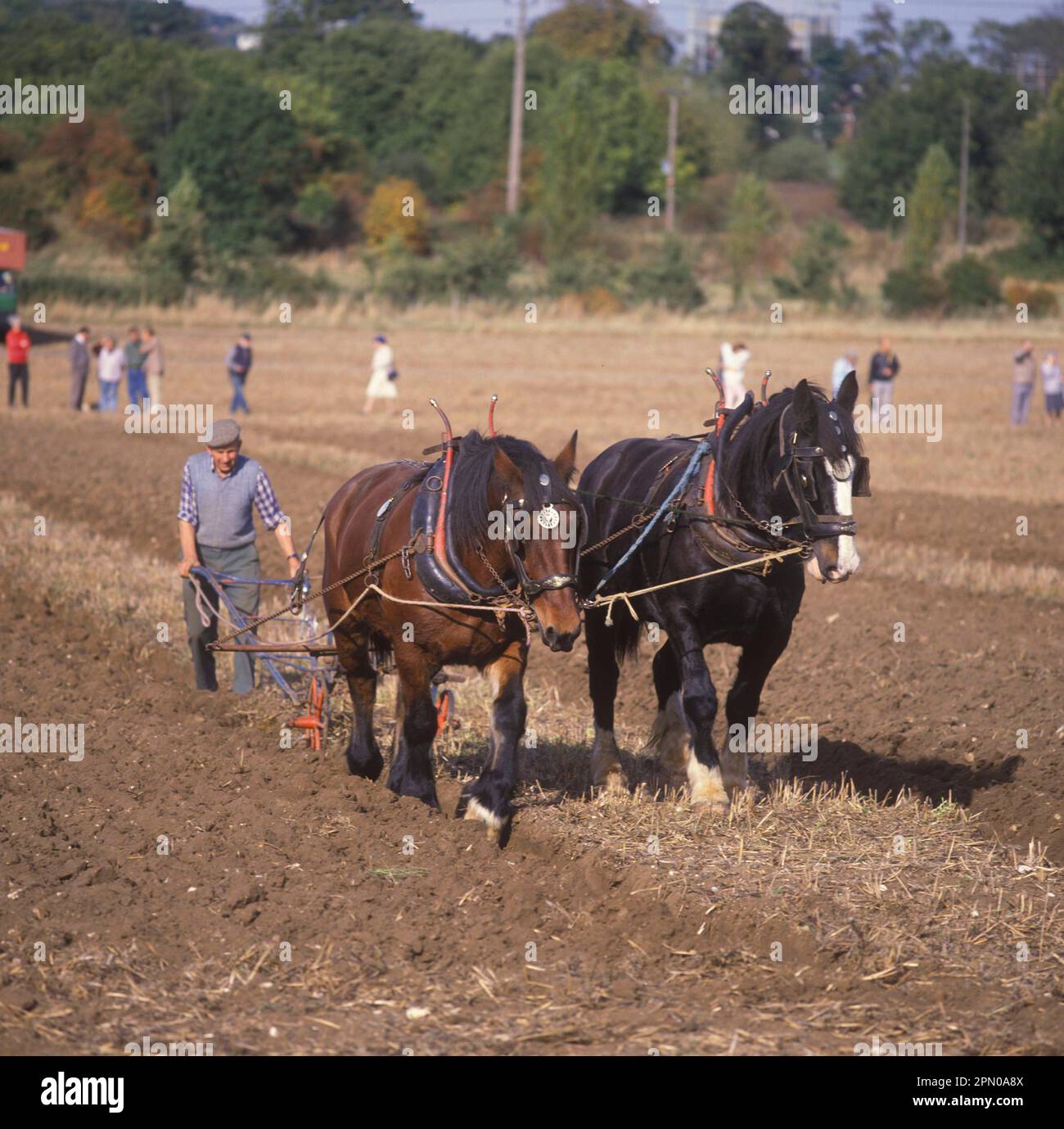 Shire Horse Two horses pulling the plough. All England Match. Tongham ...