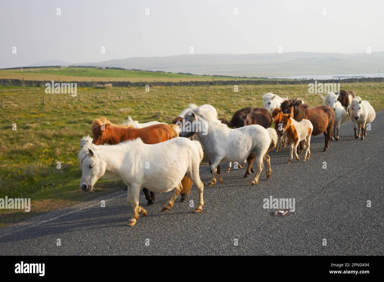 Shetland Pony, mares and foals, herd walking along road, Unst, Shetland ...