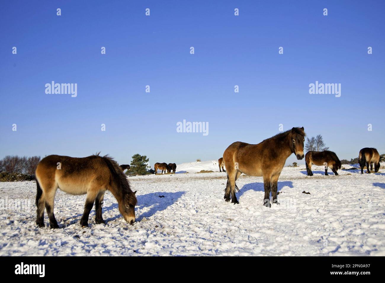 Exmoor pony, herd feeding on supplementary hay in the snow used for ...