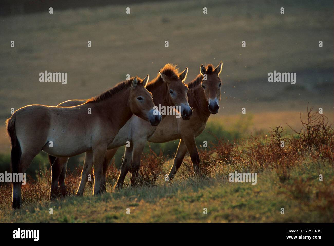 Three toed horse hi-res stock photography and images - Alamy