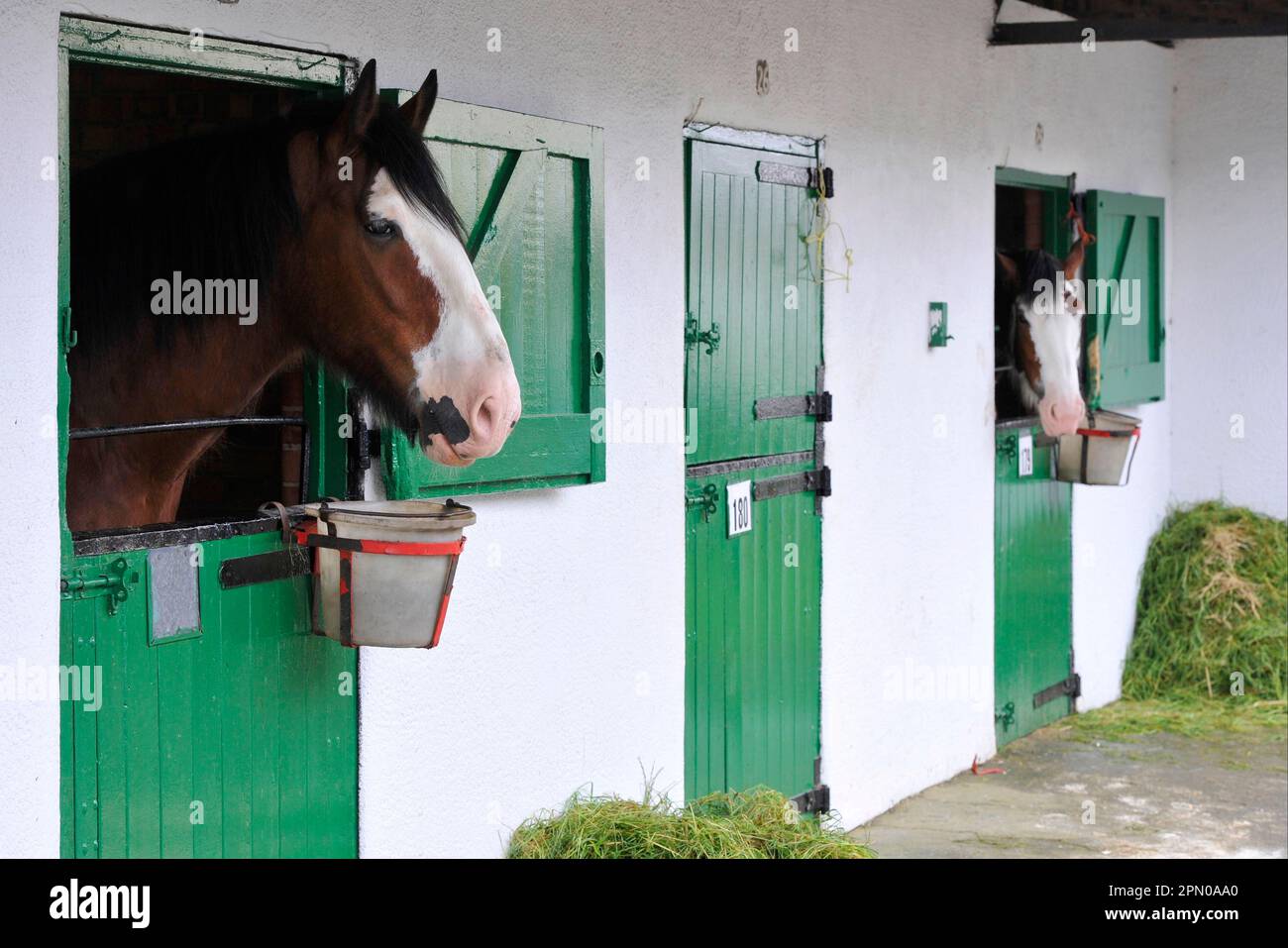 Horse, Shire Horse, two adults, view over stable doors, Yorkshire ...