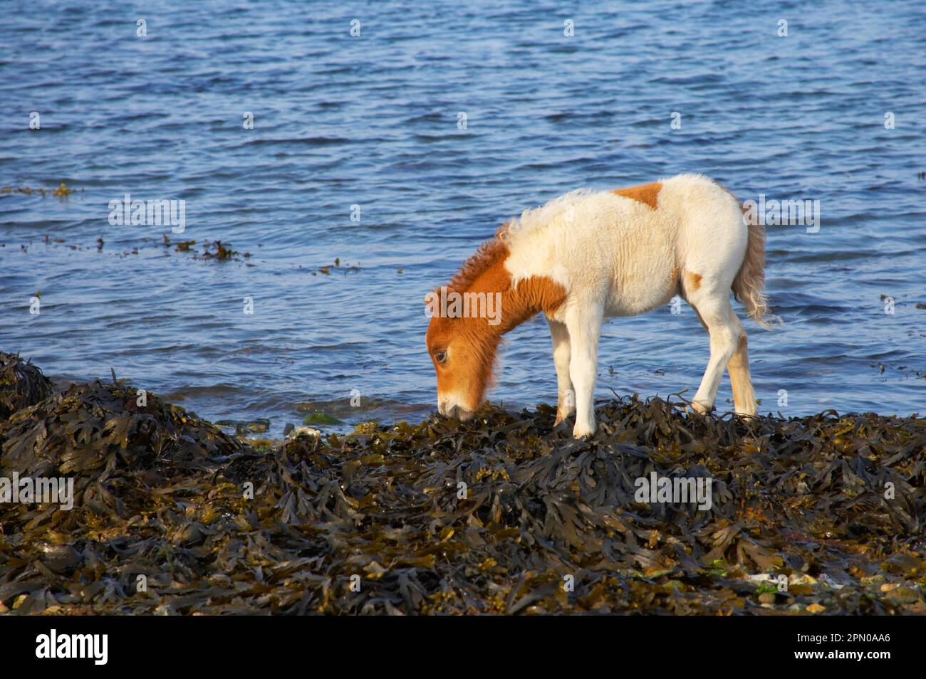 Shetland Pony, foal, feeding on seaweed at shoreline, Unst, Shetland ...