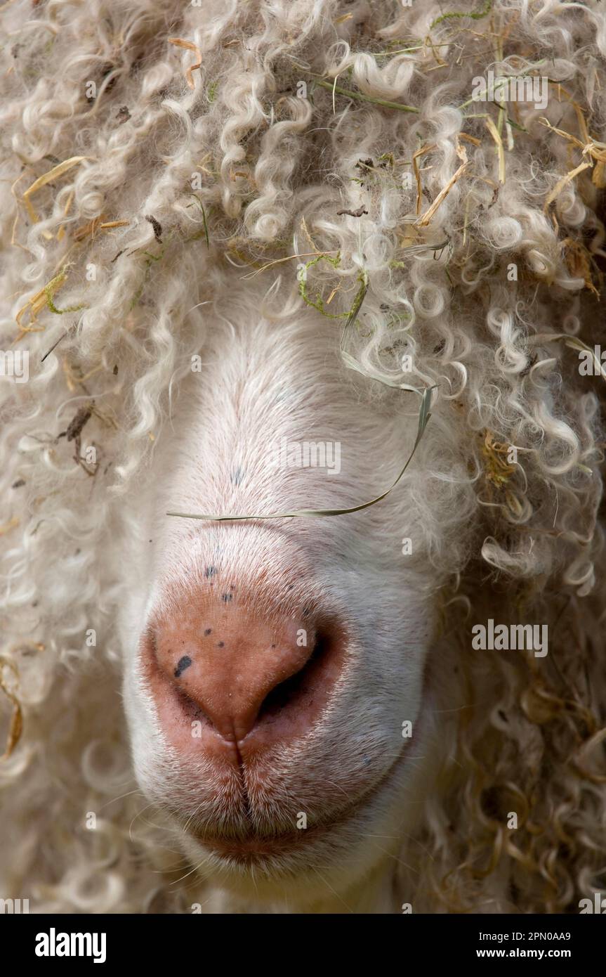 Domestic goat, angora, adult male, close-up of face, Warwickshire ...