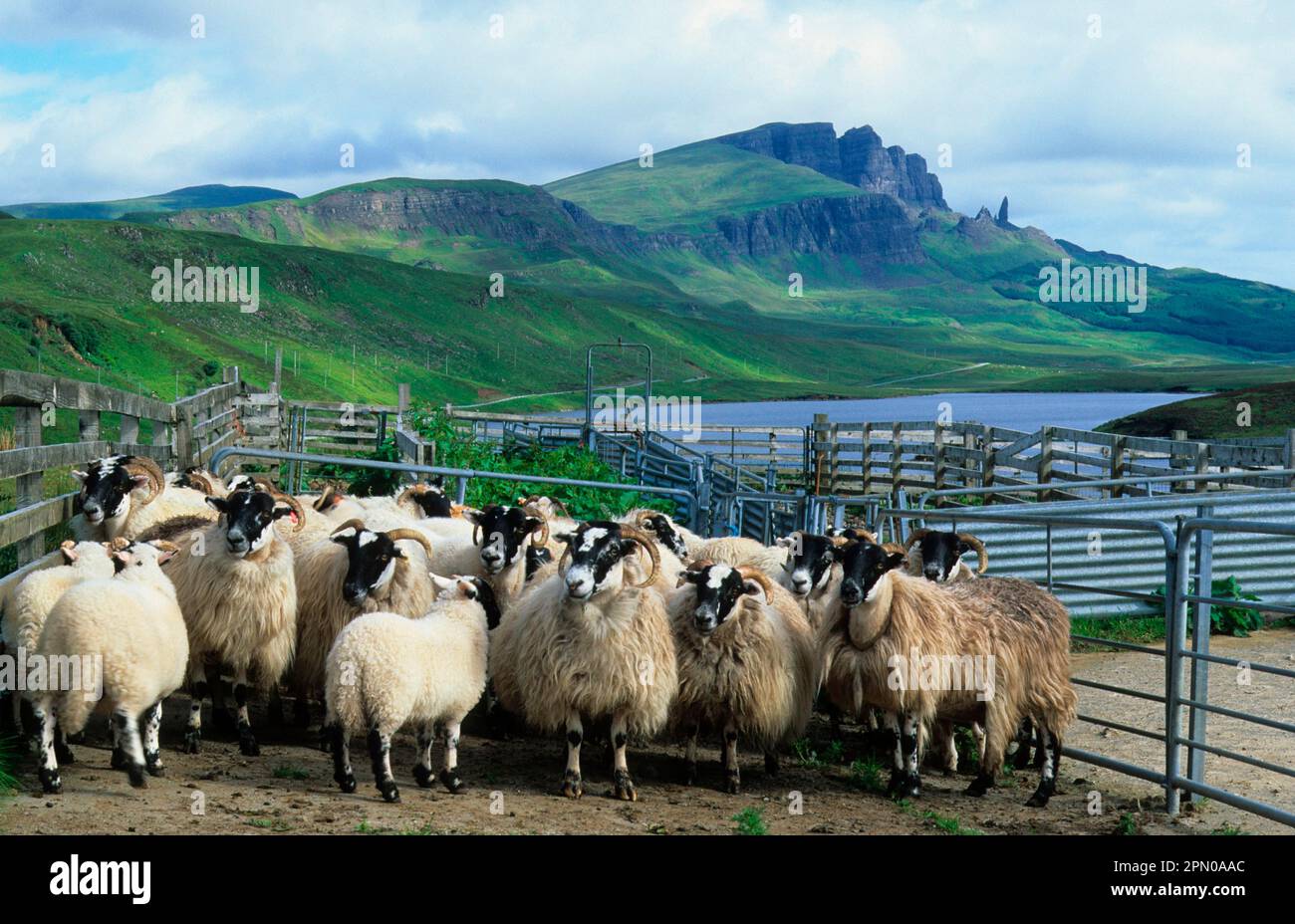 Scotland, sheep in pens, Old Man of Storr in the background, Isle of ...