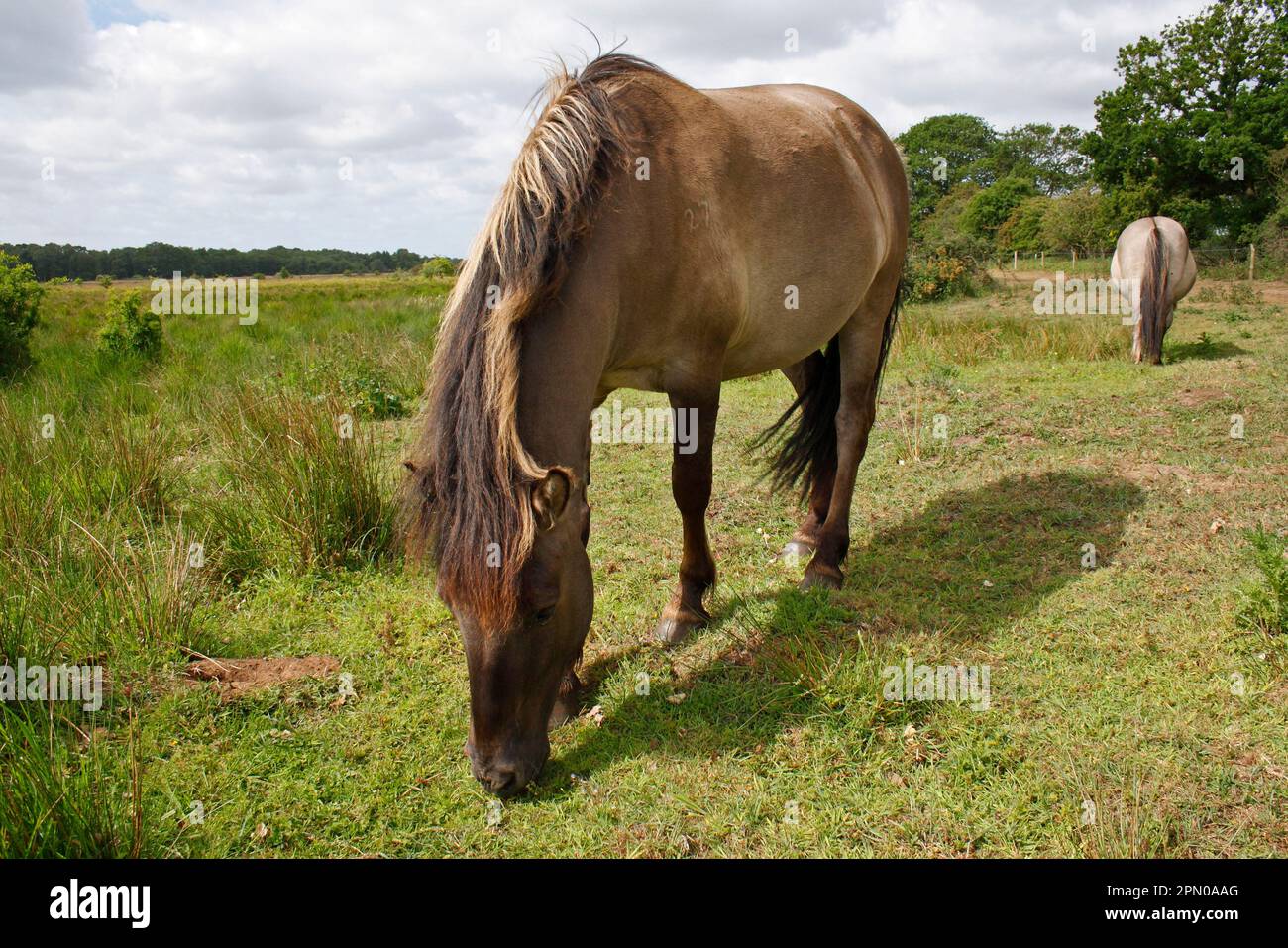 Konik Horse (Equus caballus gemelli) two adults, grazing at edge of ...