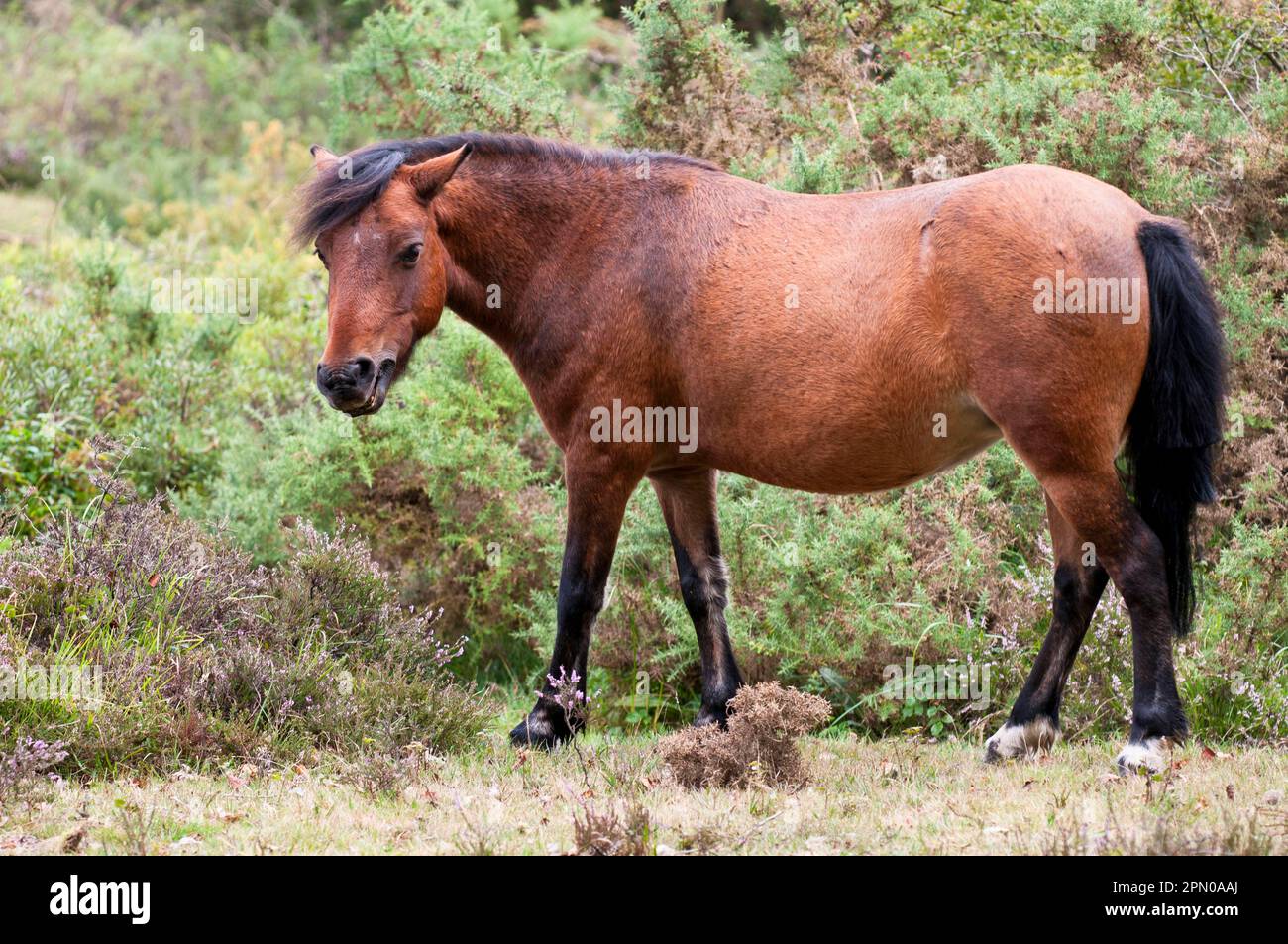 New Forest pony, adult, feeding, standing on heath, Crockford Bridge ...