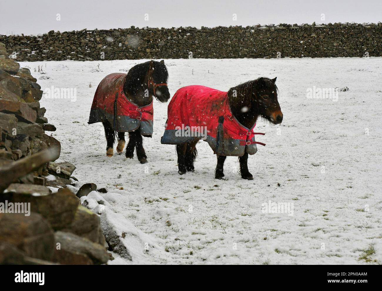 Shetland pony in the snow hi-res stock photography and images - Alamy