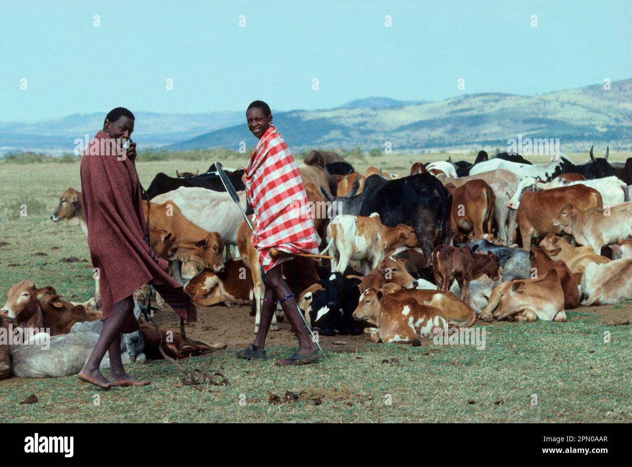 Kenya, Maasai with cattle, Masai Mara Stock Photo - Alamy