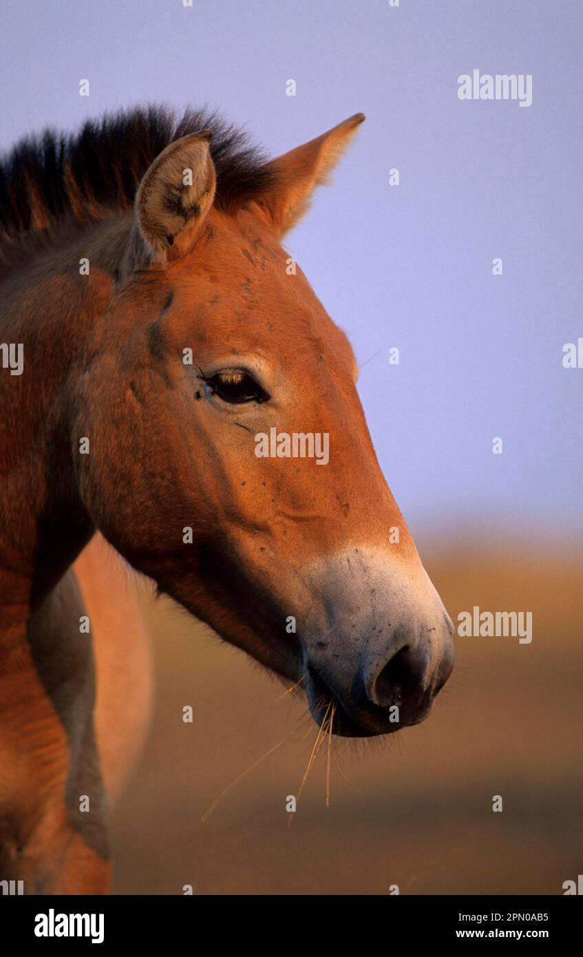 Przewalski's horse (Equus przewalskii) adult, feeding, close-up of head ...