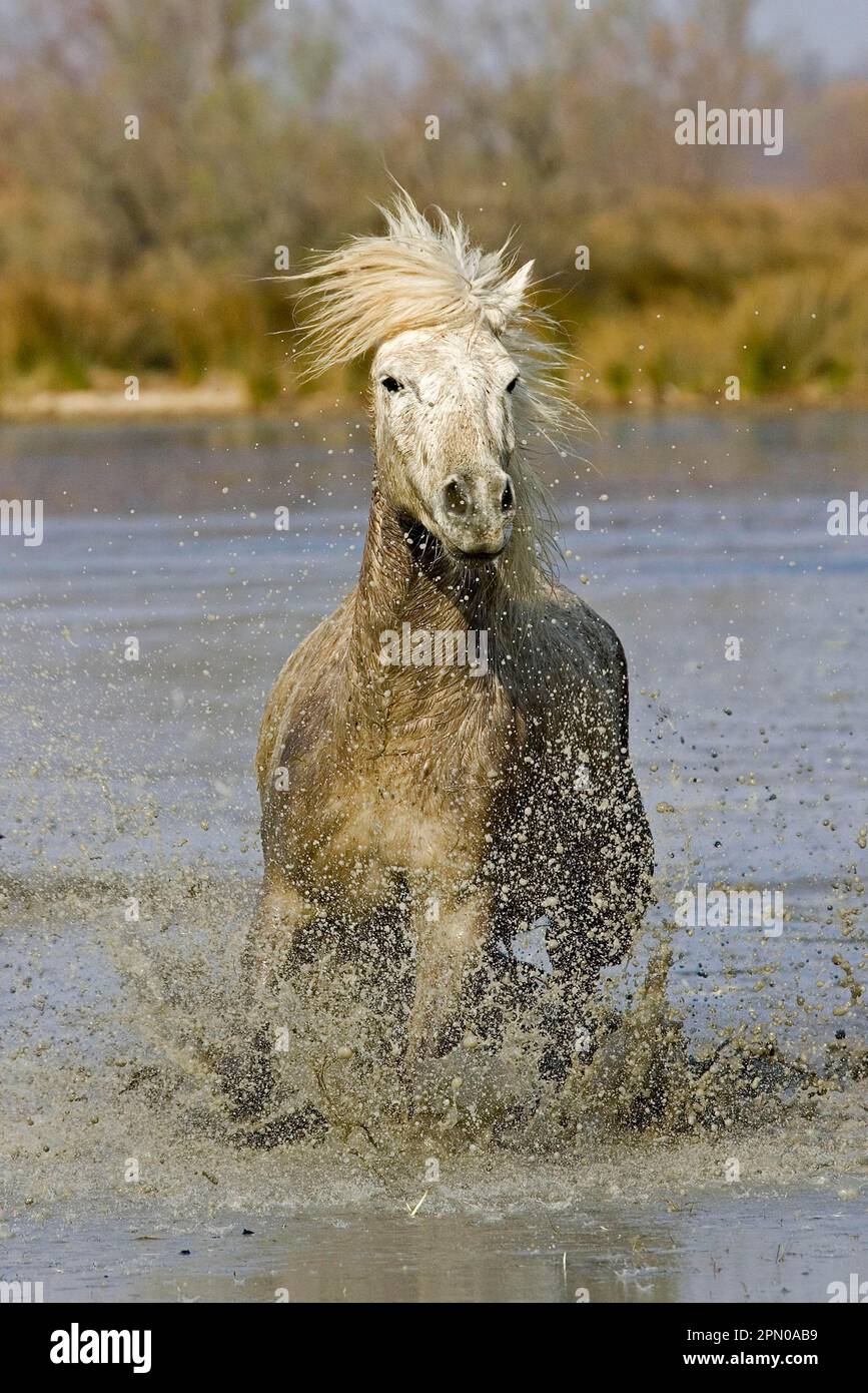 Camargue horse, adult, splashing in wetland, Saintes Maries de la Mer ...