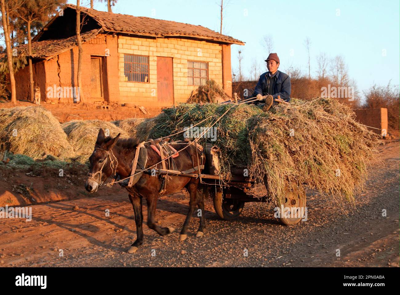 Farmer with mule and cart, loaded with fodder, Huize, Yunnan Province ...