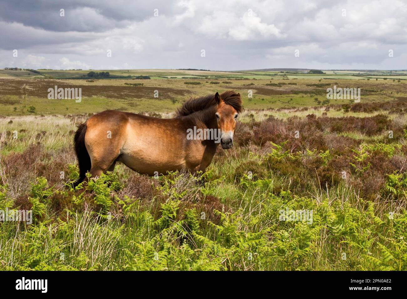 The Exmoor pony is a breed of horse native to the British Isles, where ...