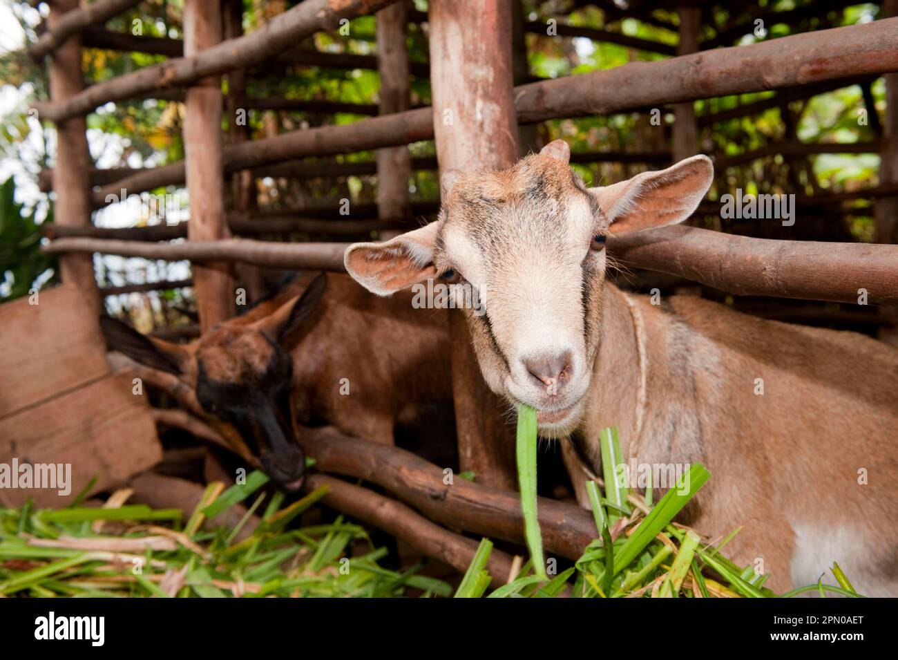 Domestic goat, young, feeding from trough in stable, Rwanda Stock Photo ...