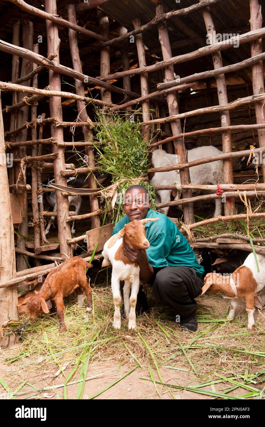 Goat keeping, farmer with young Boer goats next to the stable, Rwanda ...