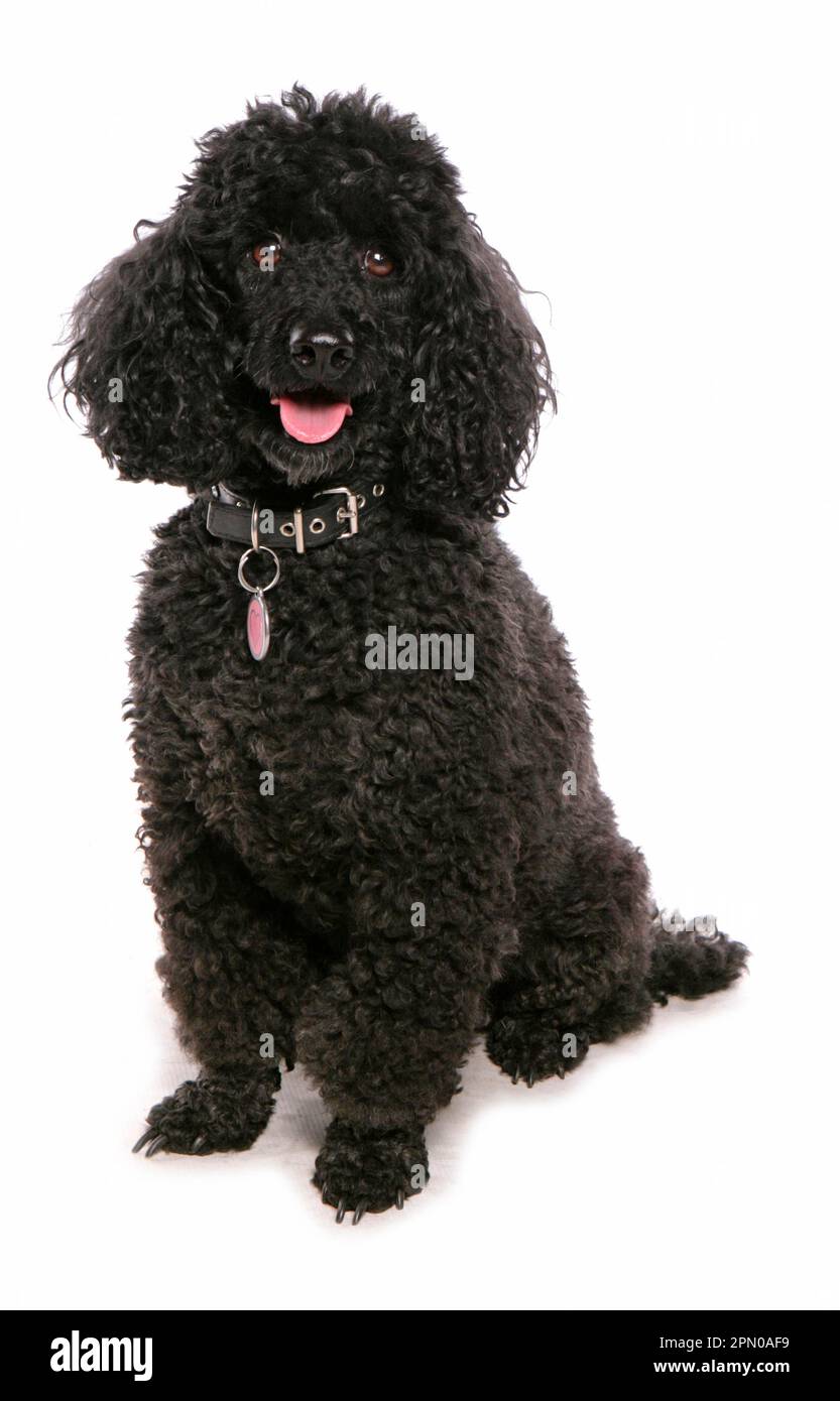 Domestic Dog, Miniature Poodle, Adult, Sitting Stock Photo - Alamy