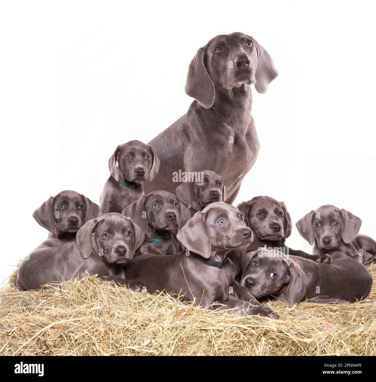 Domestic dog, Weimaraner, blue shorthaired variety, adult female and ...