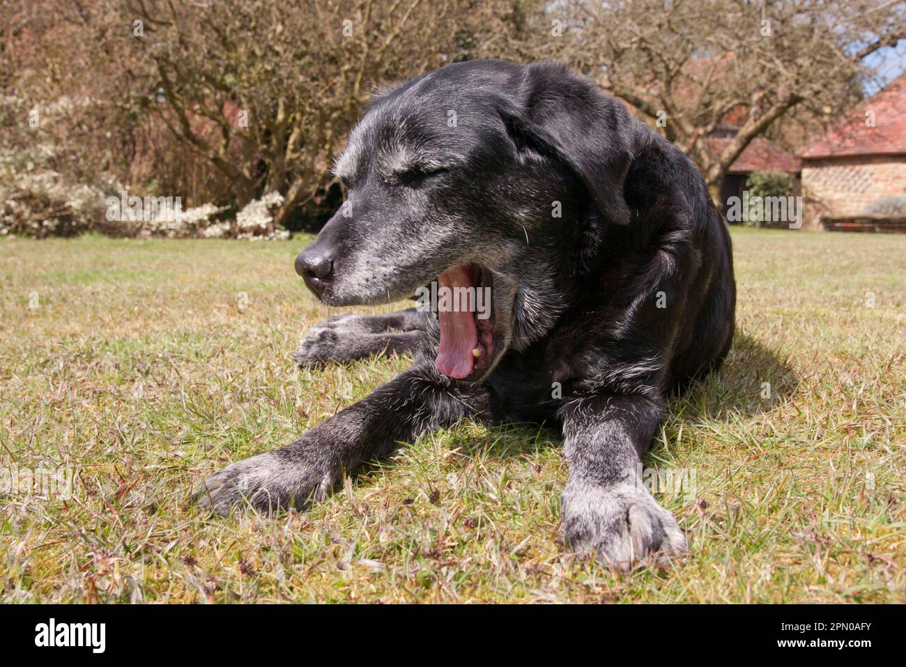 Domestic dog, Black Labrador Retriever, older adult female, fifteen ...