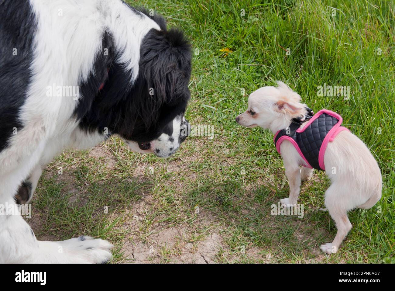 Domestic dog, Saint Bernard, adult, meeting Chihuahua, long-haired ...