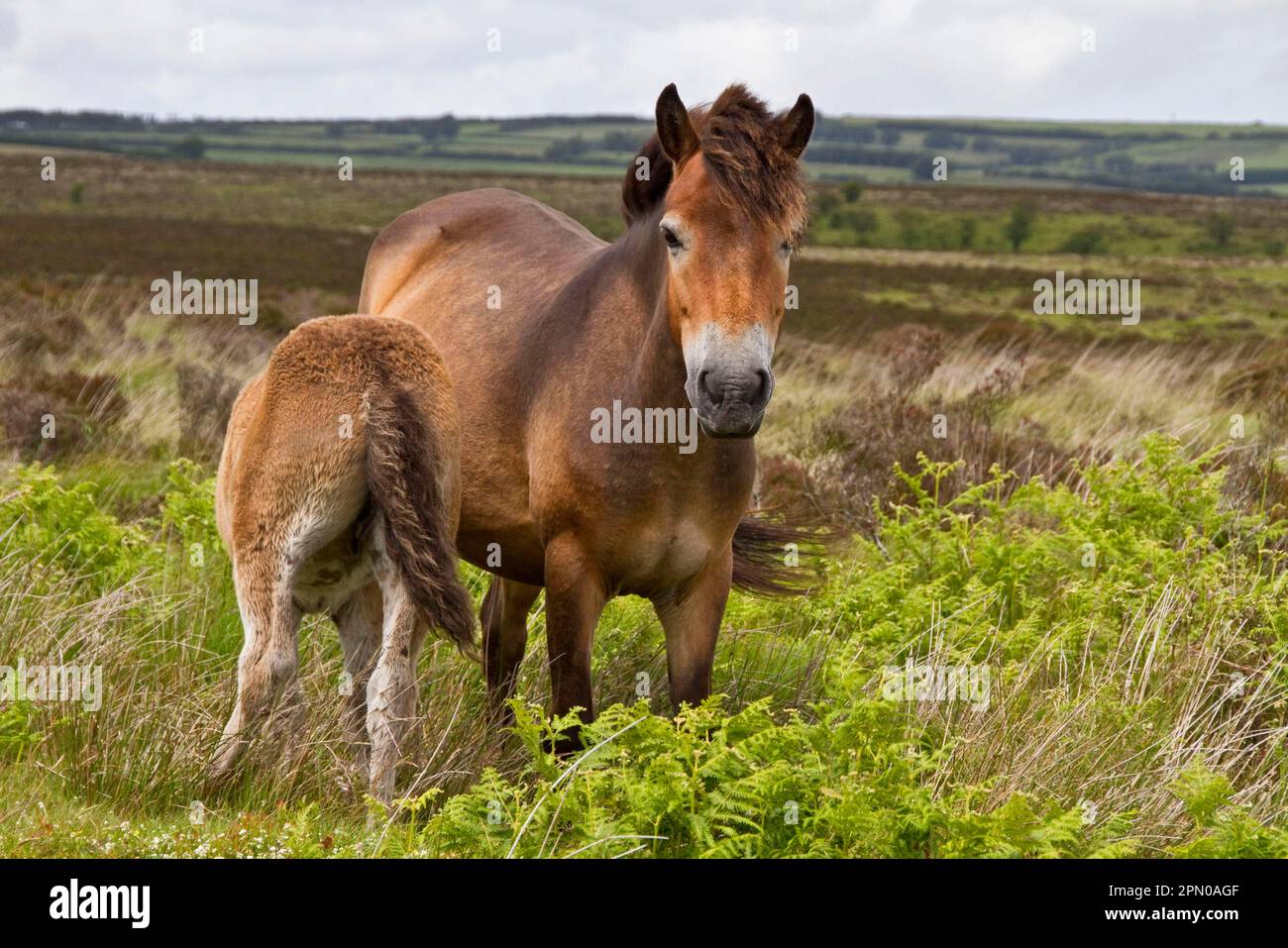 The Exmoor pony is a breed of horse native to the British Isles, where ...