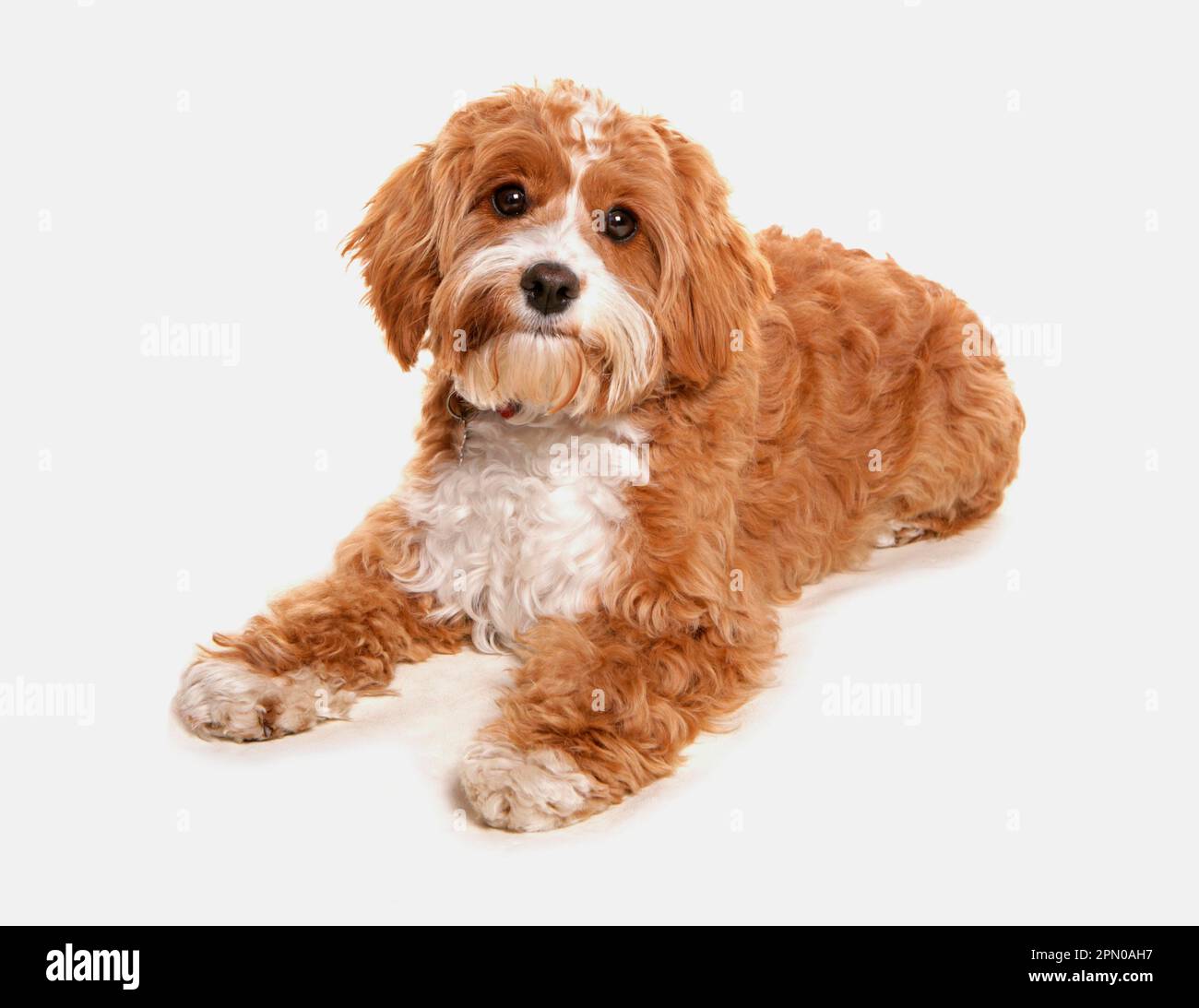 Cavapoo hi-res stock photography and images - Alamy