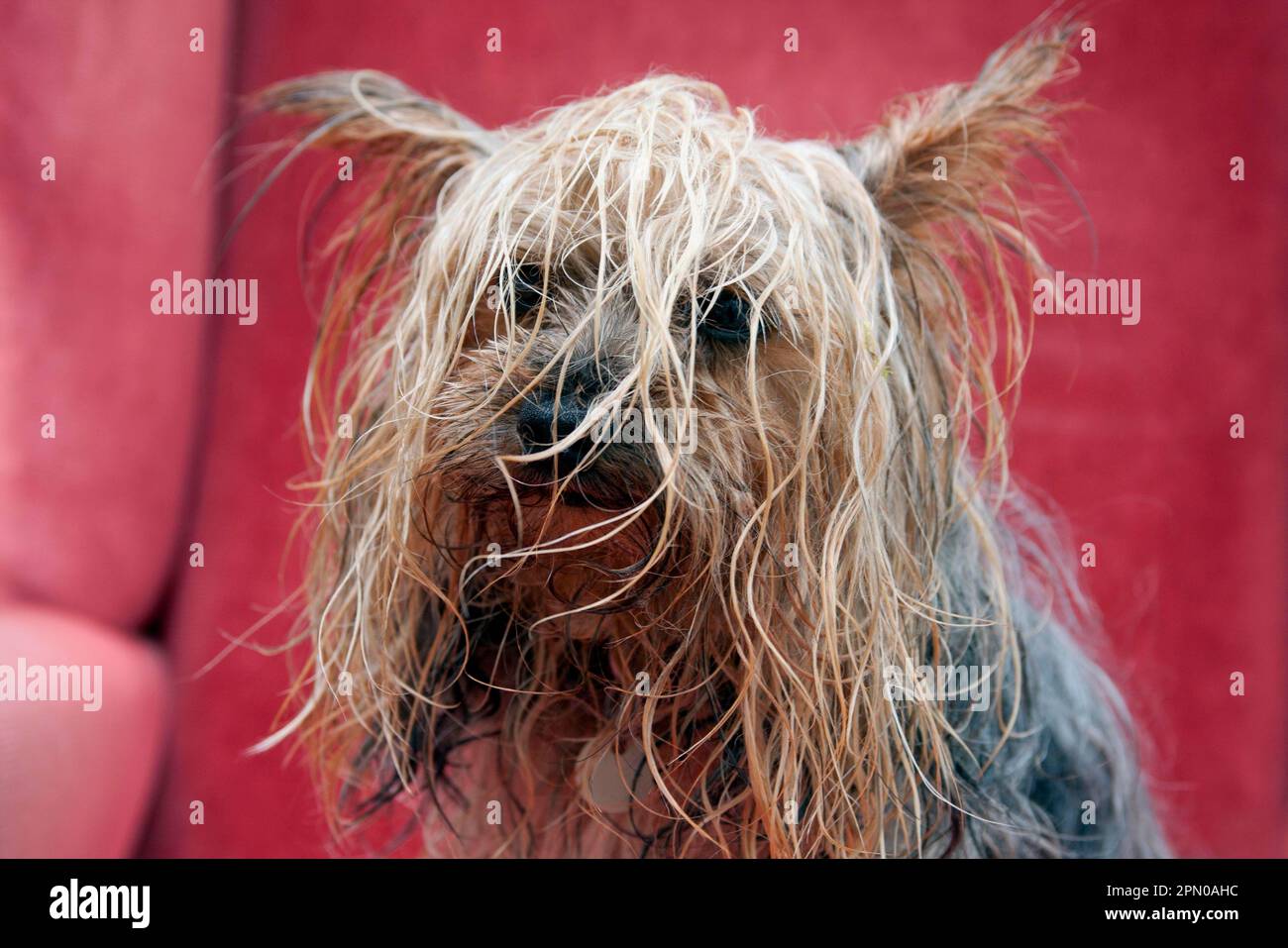 Hair of the dog inn hi-res stock photography and images - Alamy