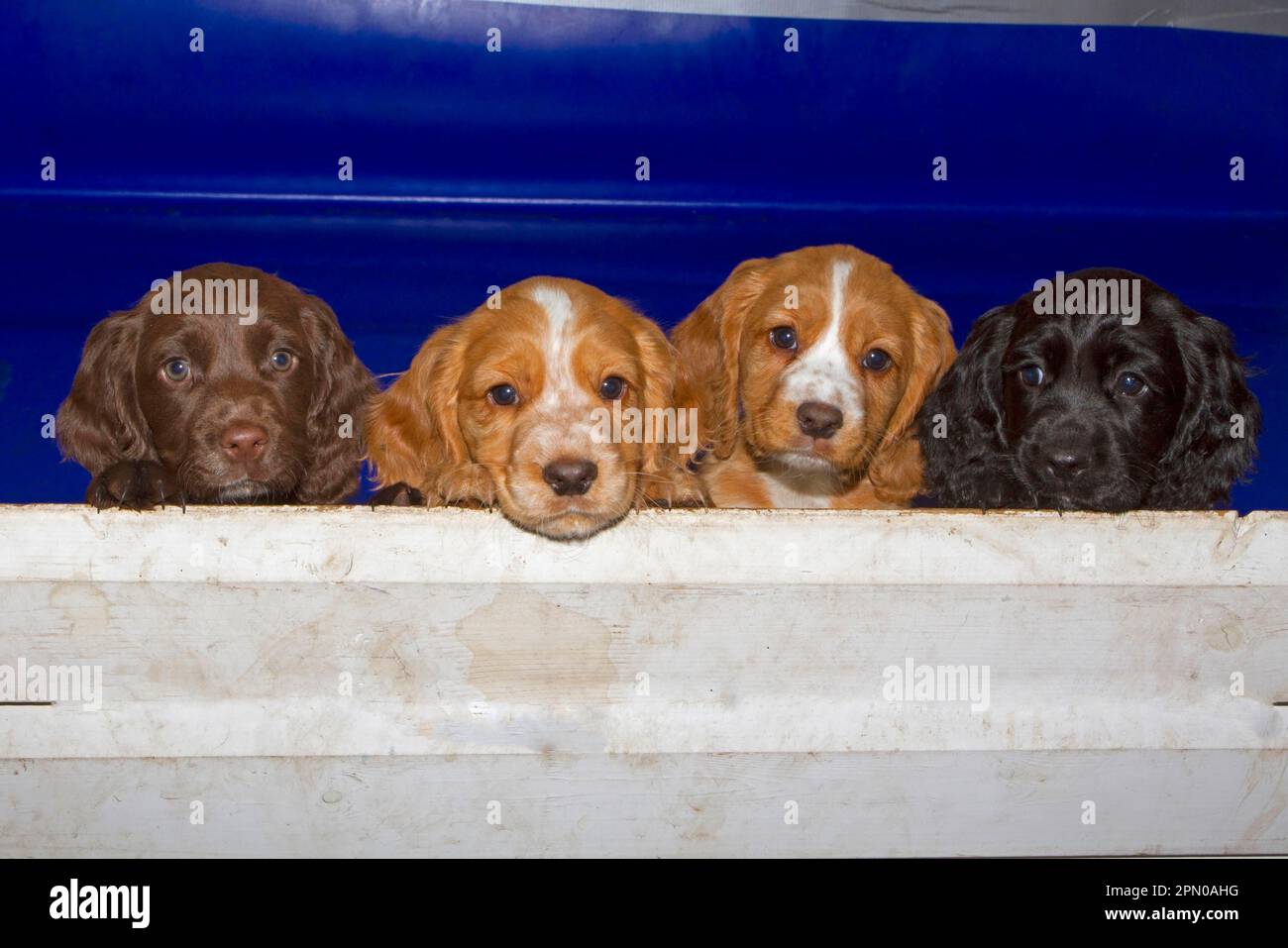 Domestic Dog, English Cocker Spaniel, four puppies, different coat ...