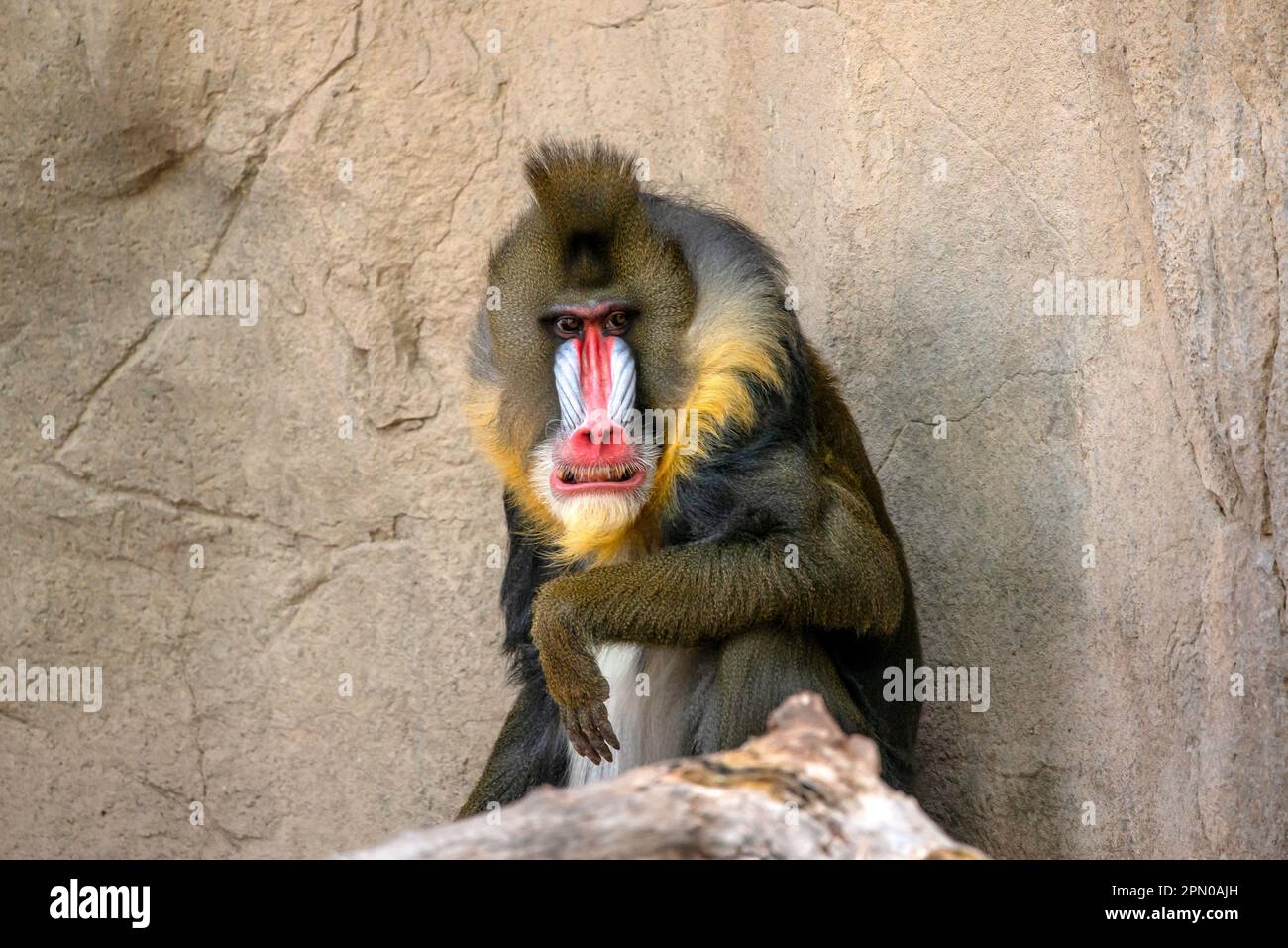 Male mandrill zoo hi-res stock photography and images - Alamy