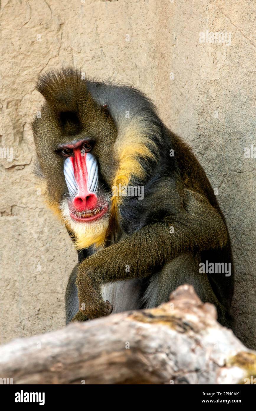 A Portrait of a Mandrill Stock Photo - Alamy