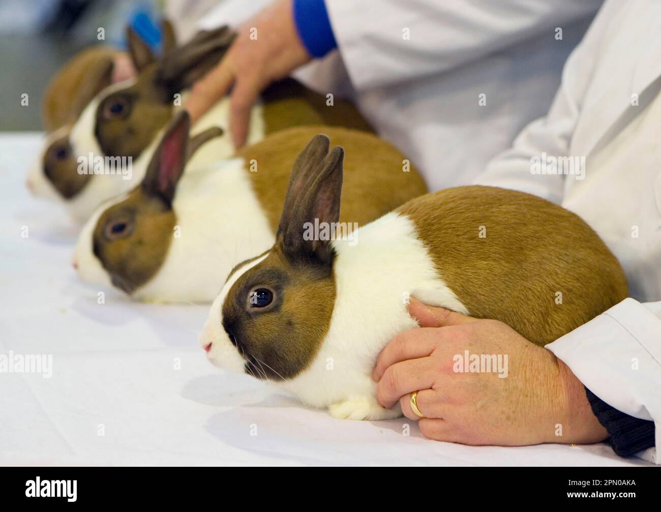 Rabbit show hi-res stock photography and images - Alamy