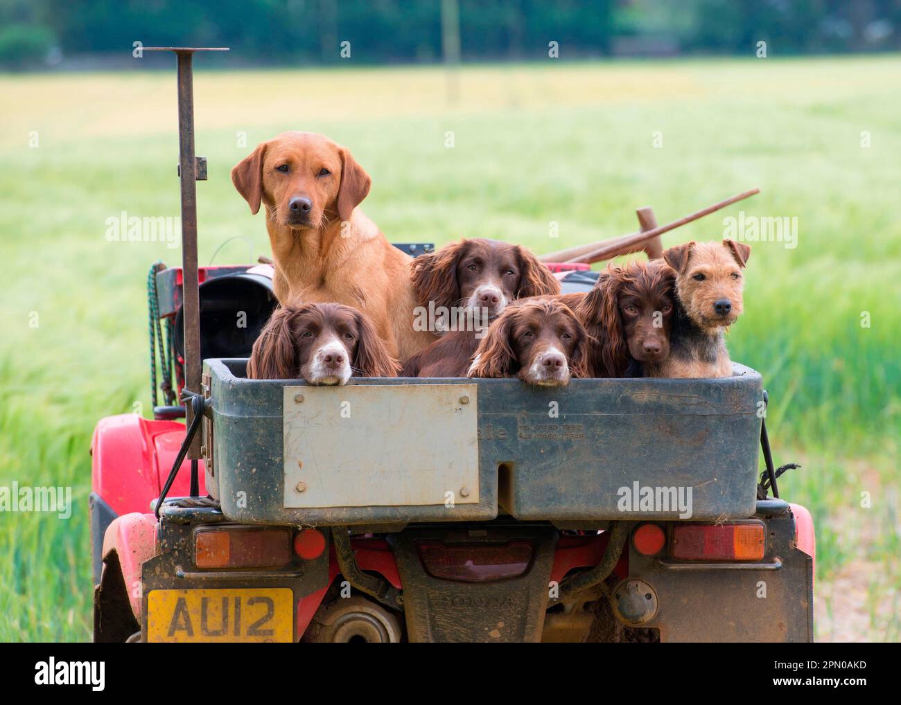 Domestic dog, English Springer Spaniel, Labrador Retriever and Terrier ...