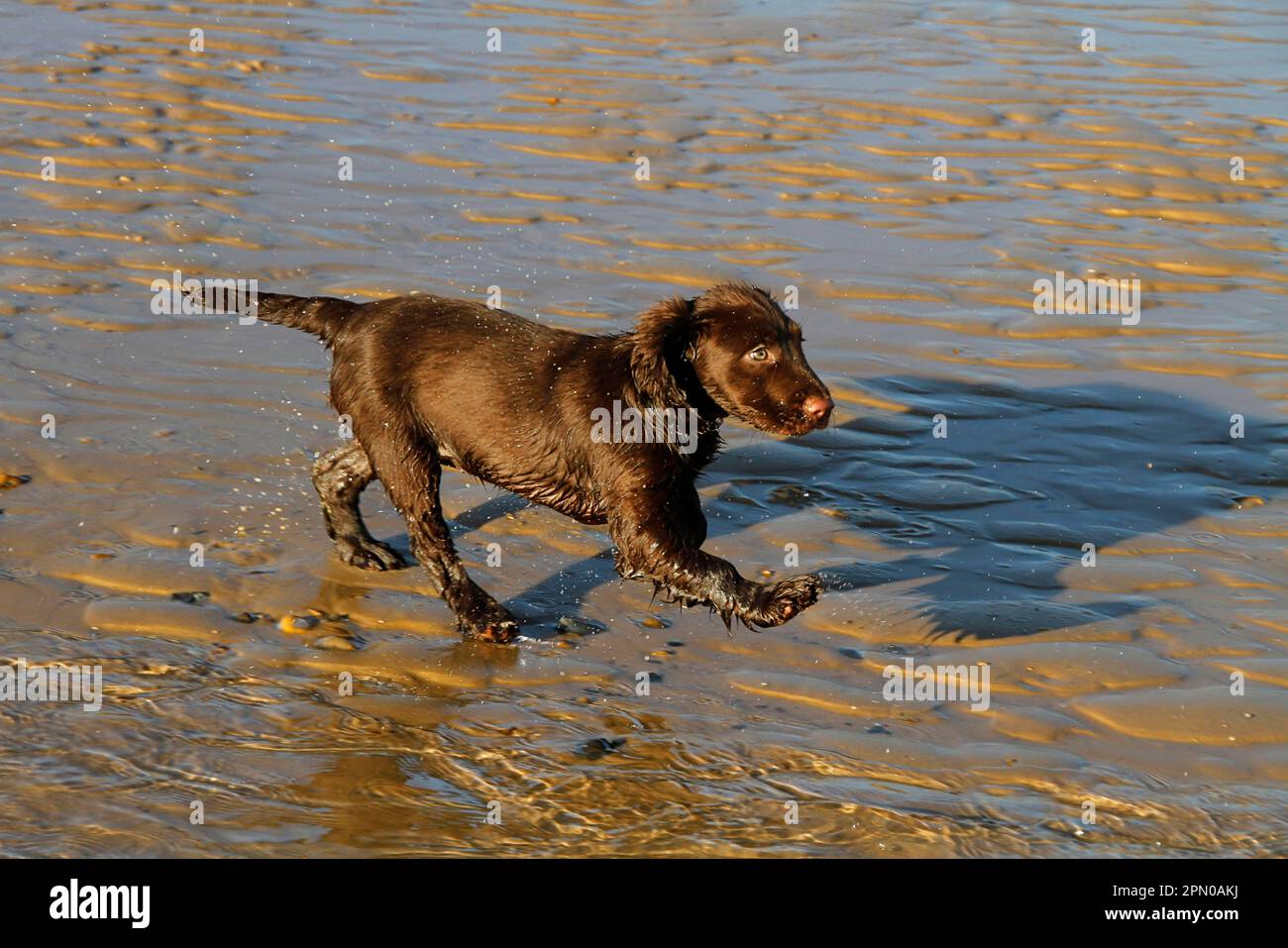 Cocker spaniel on beach hi-res stock photography and images - Alamy