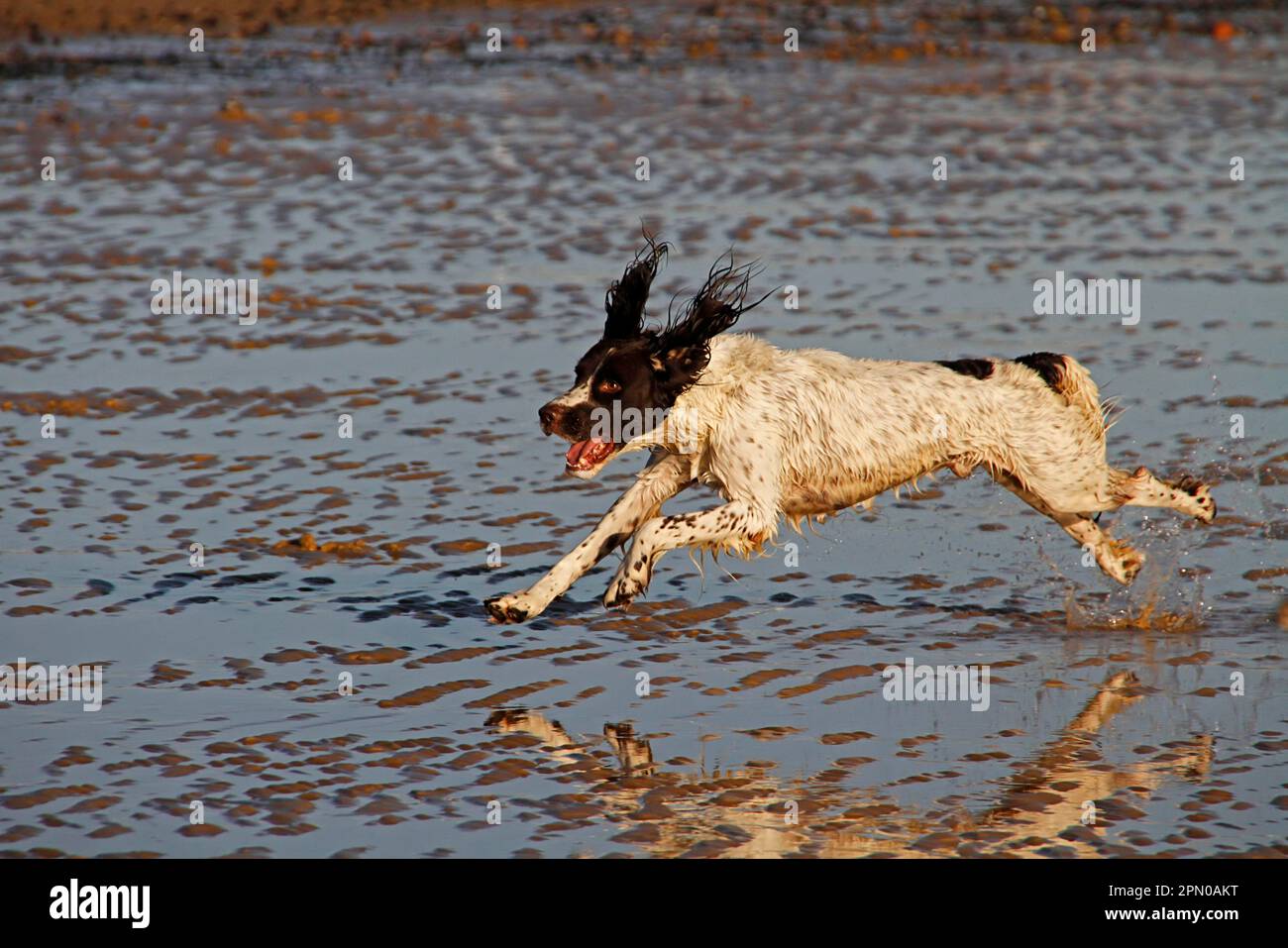 Springer Spaniel running on the beach, Walberswick, Suffolk Stock Photo ...
