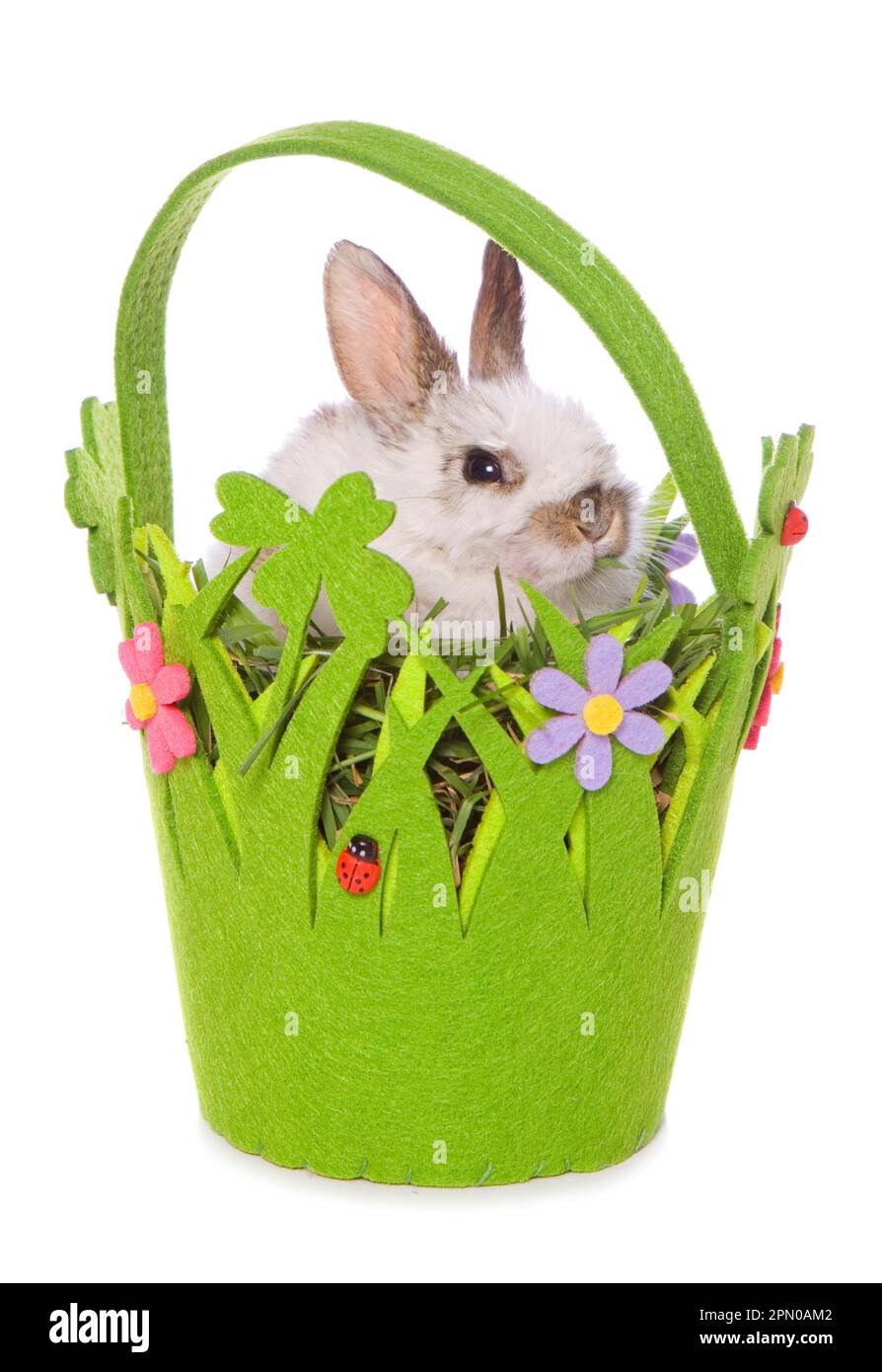 Young rabbit wildlife Cut Out Stock Images & Pictures - Alamy