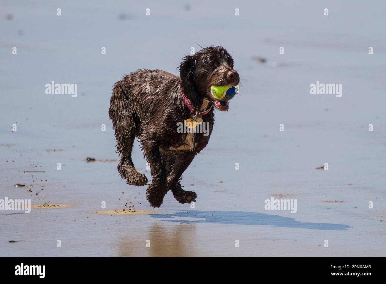 A working cocker spaniel pulling back a ball in the water Stock Photo ...