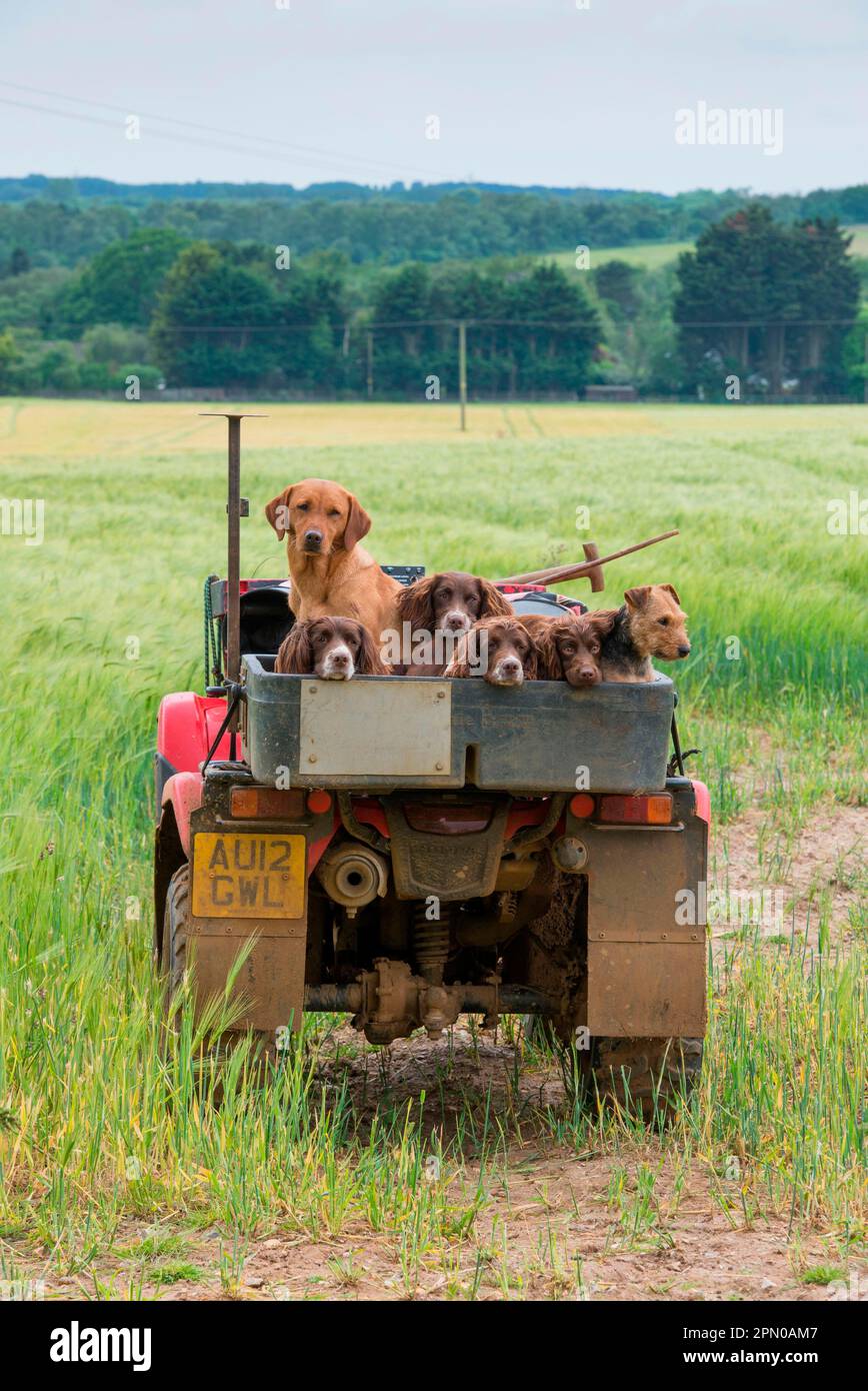 Domestic dog, English Springer Spaniel, Labrador Retriever and Terrier ...