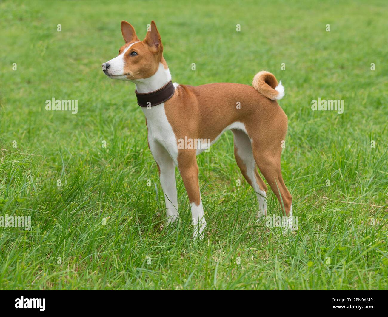 Domestic dog, Basenji, juvenile female, nine months old, with collar ...