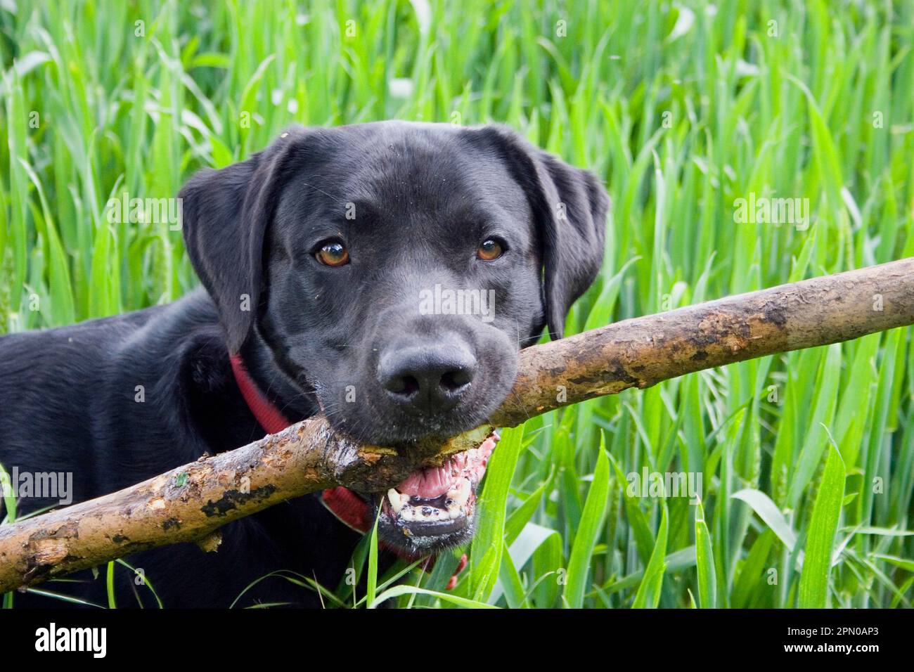 Black labrador retriever adult hi-res stock photography and images - Alamy