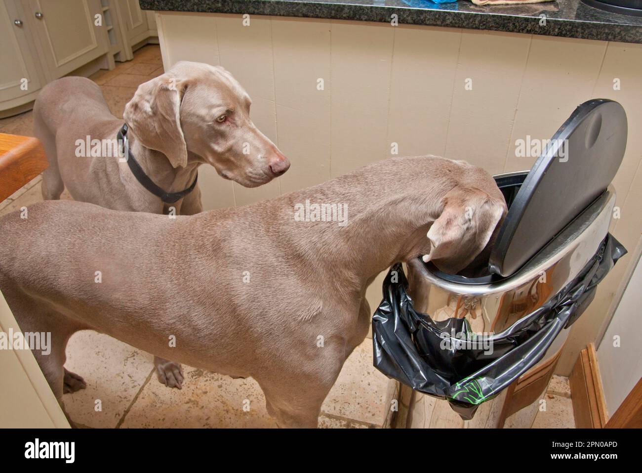 Domestic dog, Weimaraner, short-haired variety, two adults, attack on ...