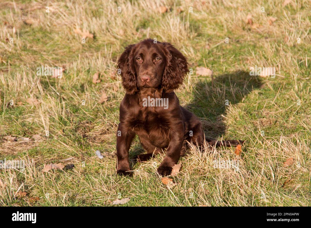 Sixteen weeks old hi-res stock photography and images - Alamy