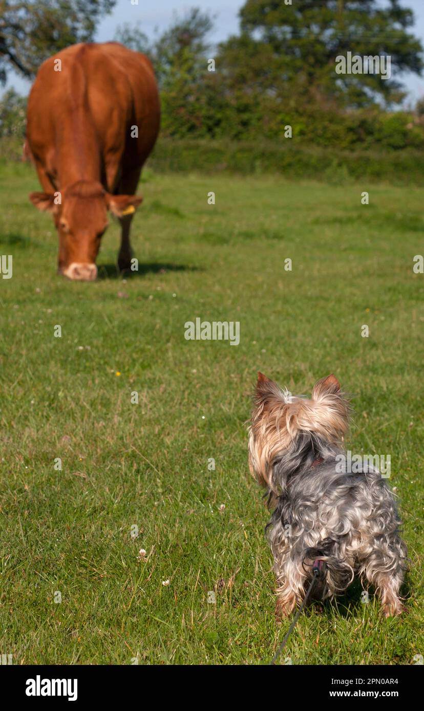 Cow dog hi-res stock photography and images - Alamy