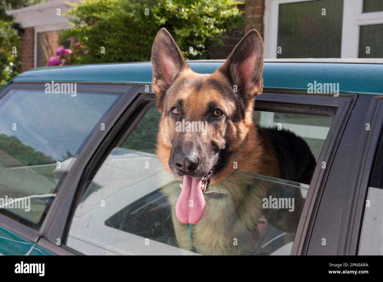 Domestic dog, German shepherd, with head out of car window, panting ...