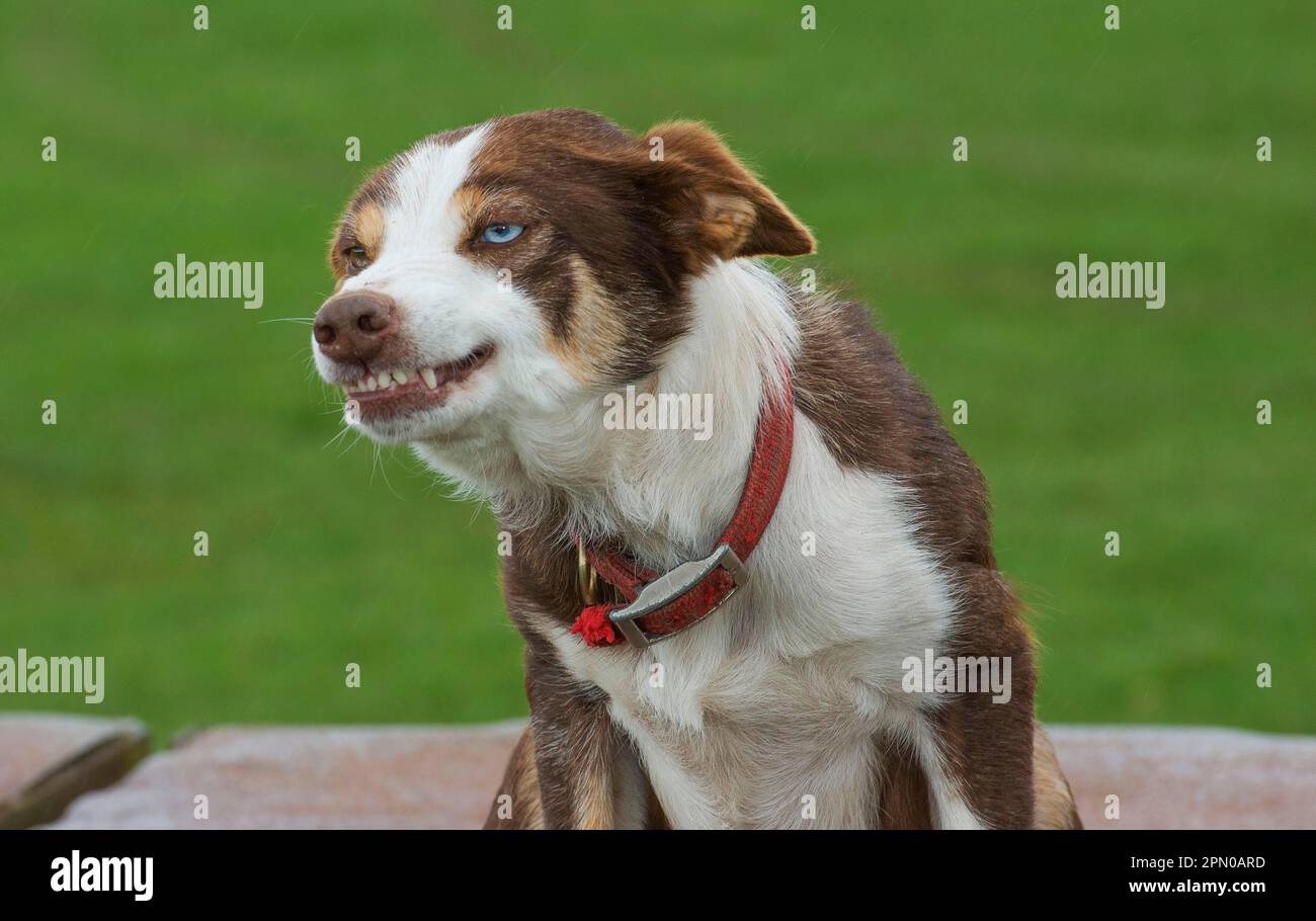 Light Brown Border Collie