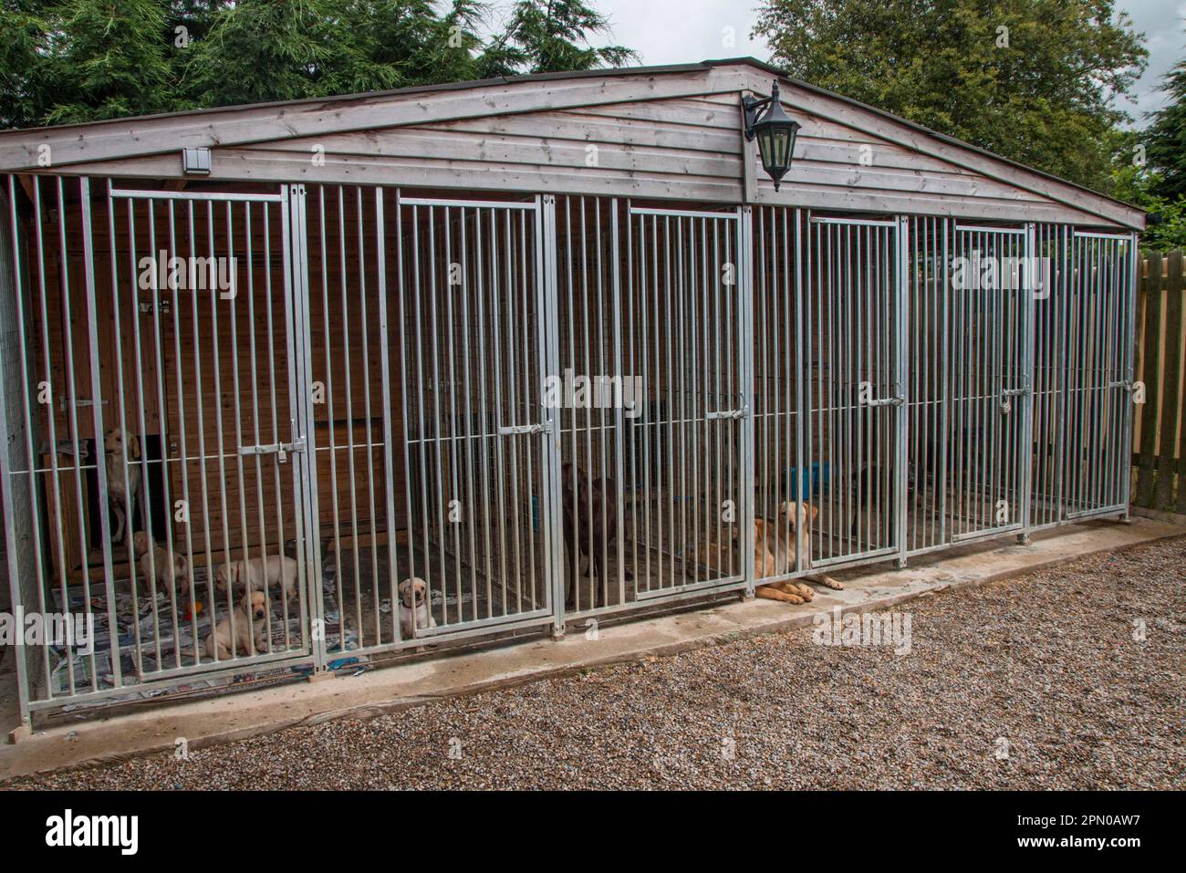 Working dog kennel, yellow Labrador with puppies, Rottweiler in right ...