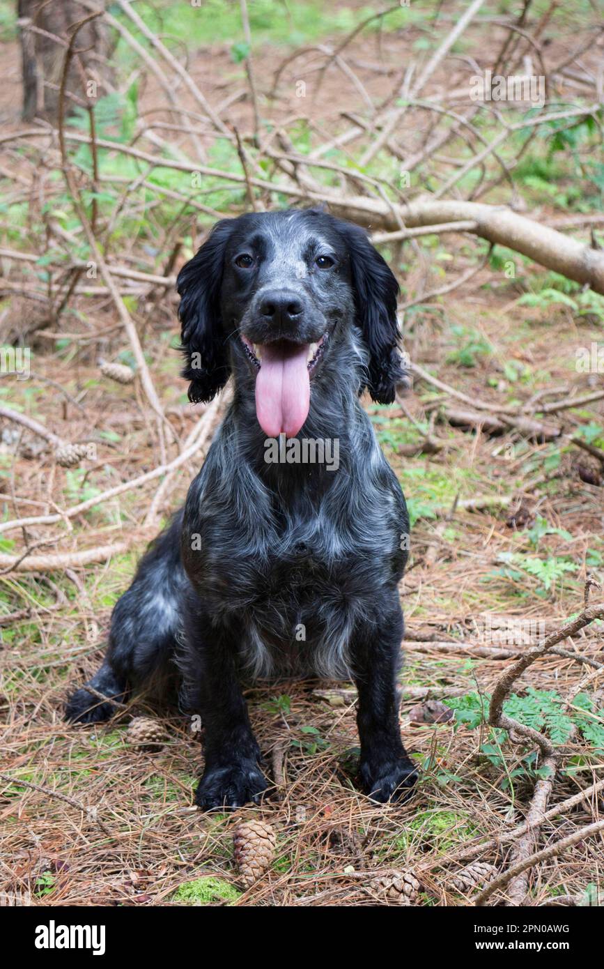 Working Cocker Spaniel sitting, 3-year-old female, blue roan. In the ...