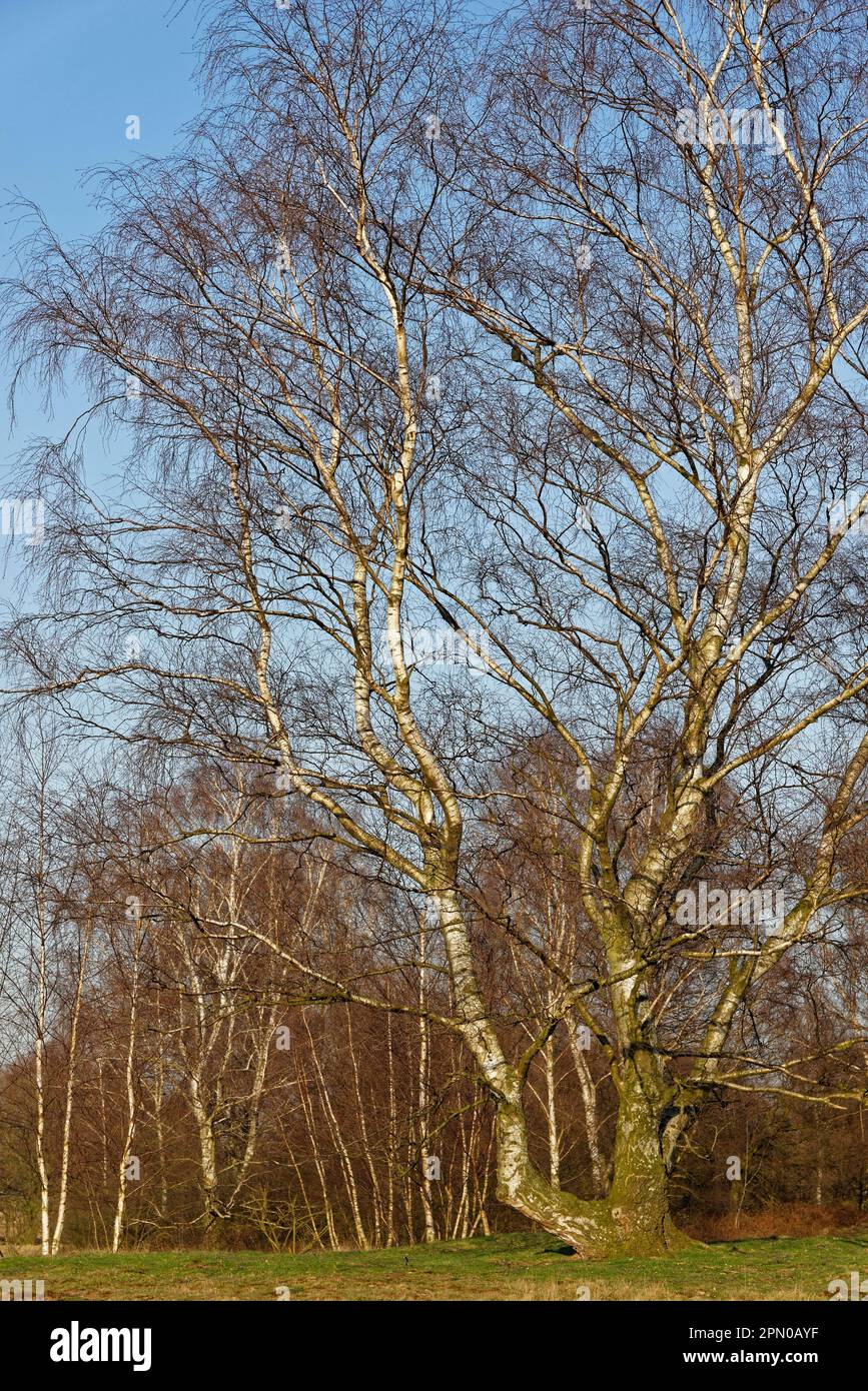 Silver birch (Betula pendula), conservation area Egelsberg, Krefeld ...