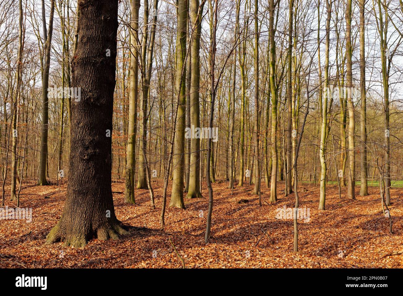 English oak (Quercus robur) in a copper beech forest (Fagus silvatica ...