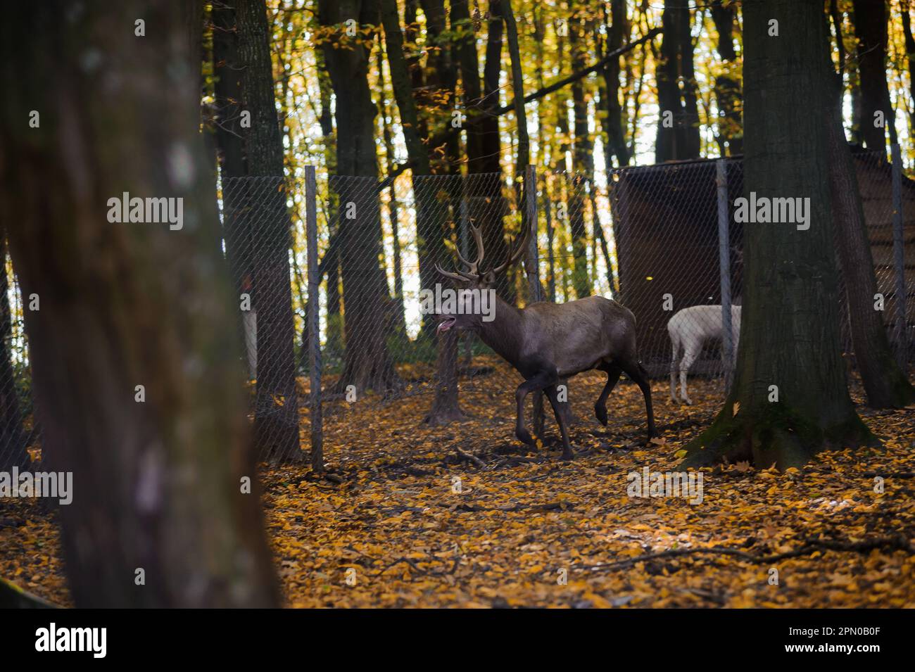 A herd of deer in the forest, yellow leaves in the background. Deer ...
